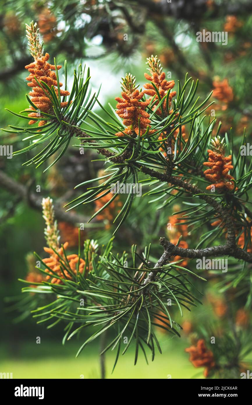 Pitch pine tree hi-res stock photography and images - Alamy