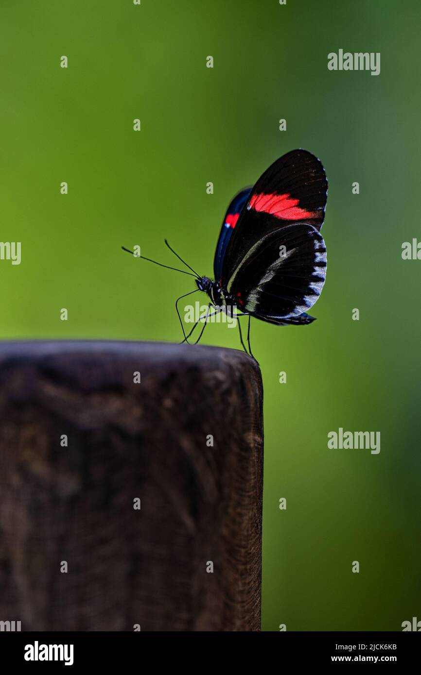 Butterfly garden bright postman hi-res stock photography and images - Alamy