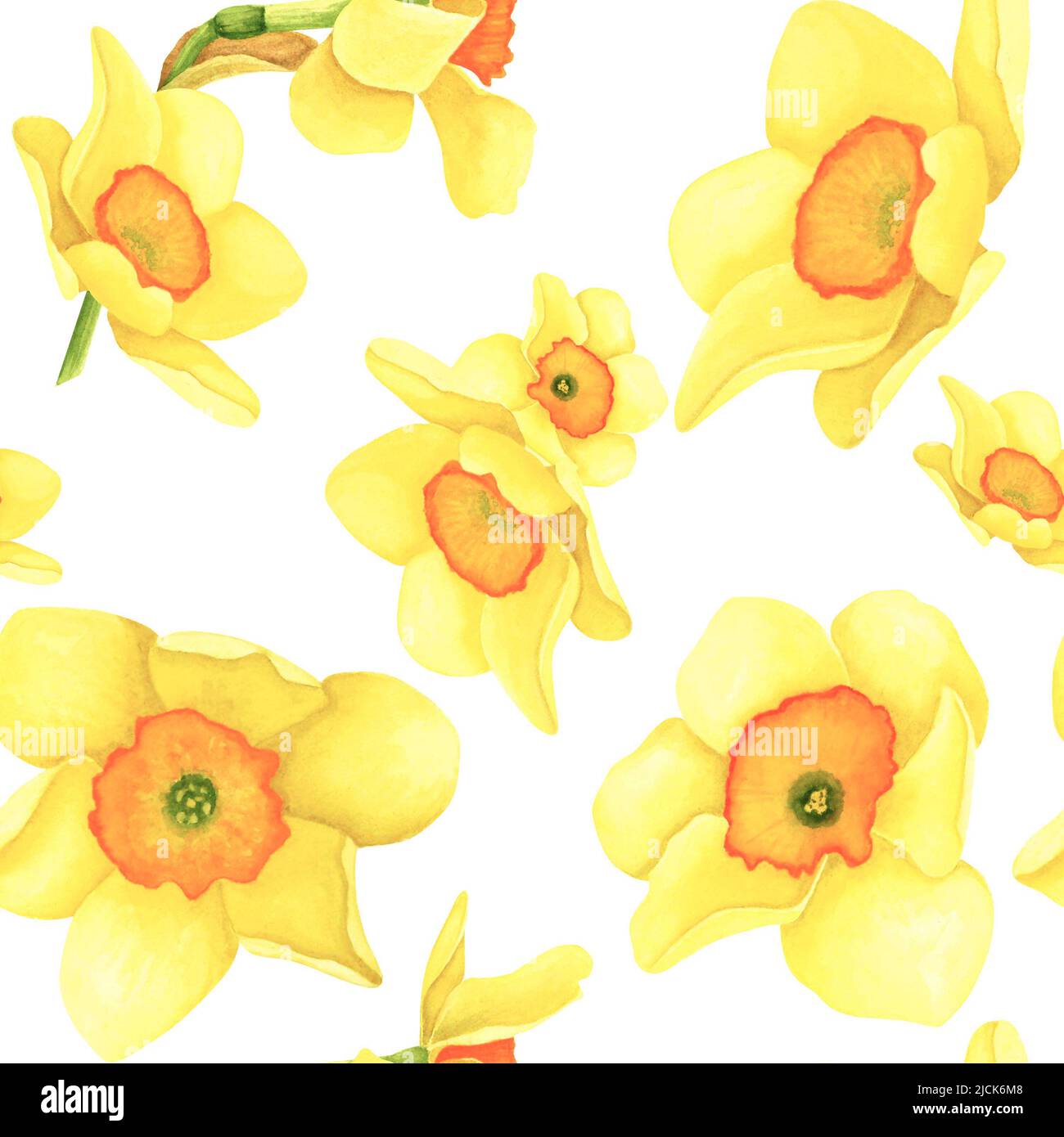 Daffodil yellow and red colors seamless pattern on white background ...