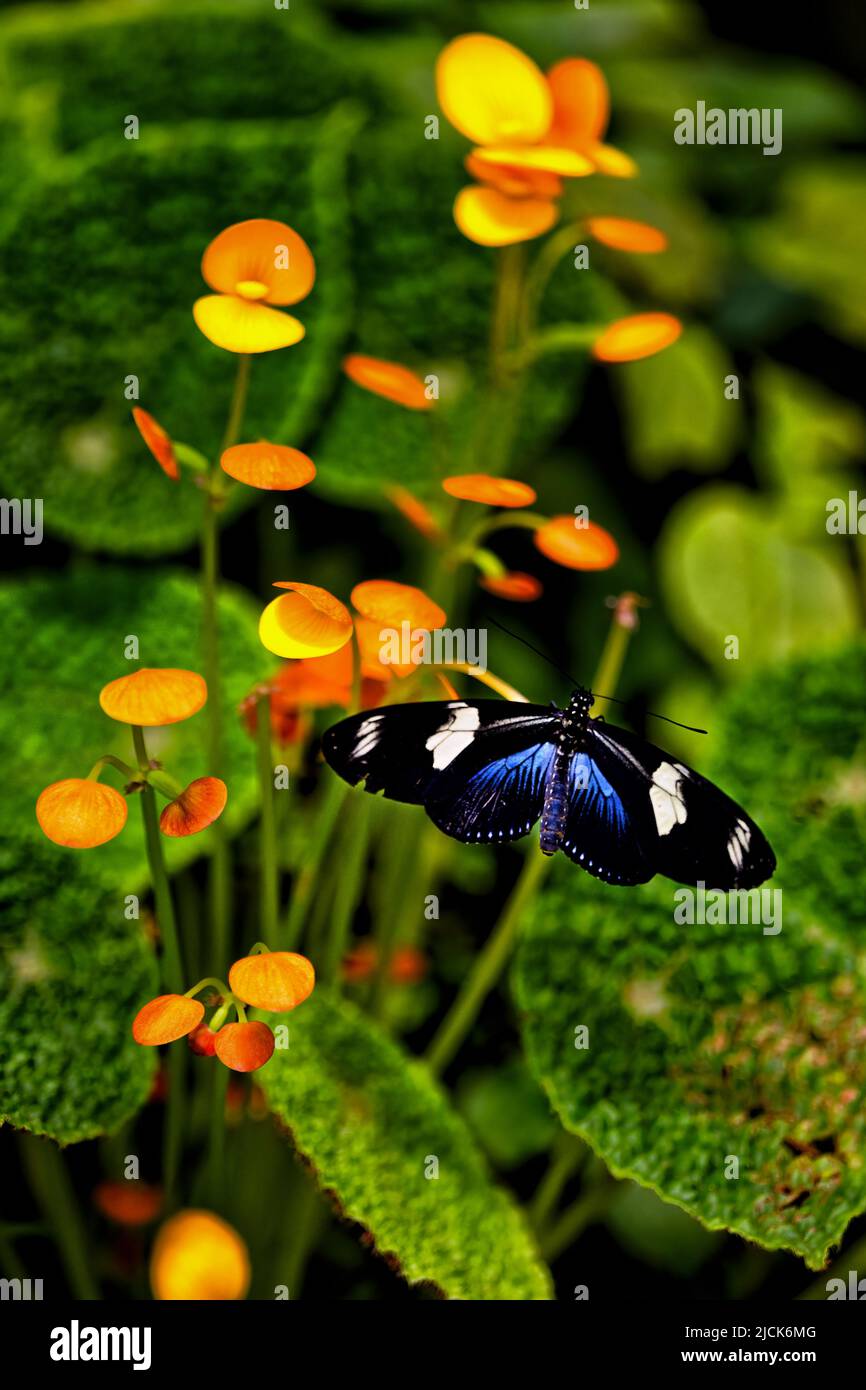 Nice begonia hi-res stock photography and images - Alamy