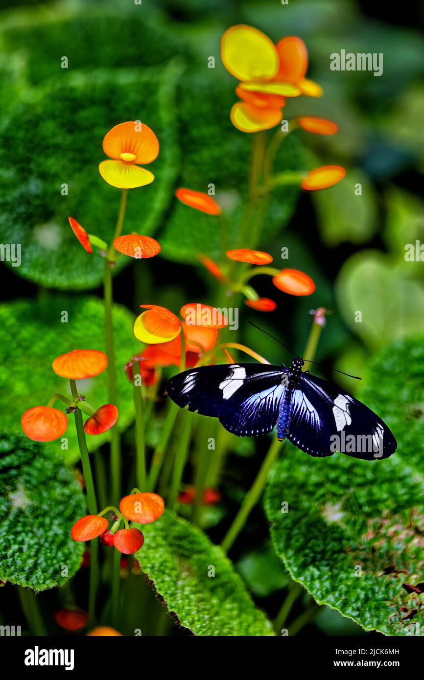 Nice begonia hi-res stock photography and images - Alamy