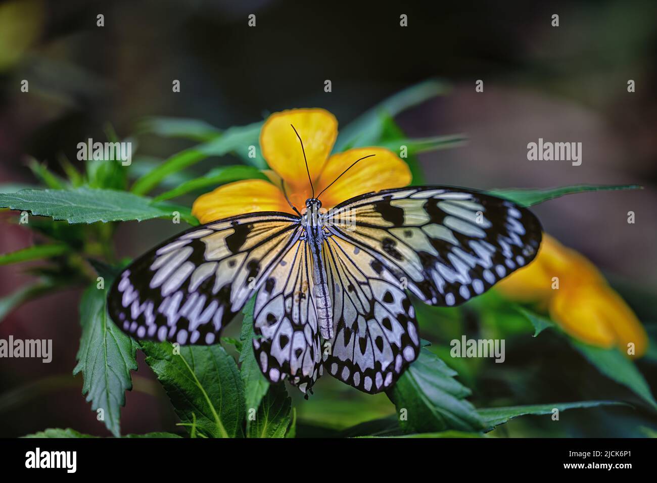 Paper kite butterfly aka Rice paper butterfly (Idea leuconoe Stock ...