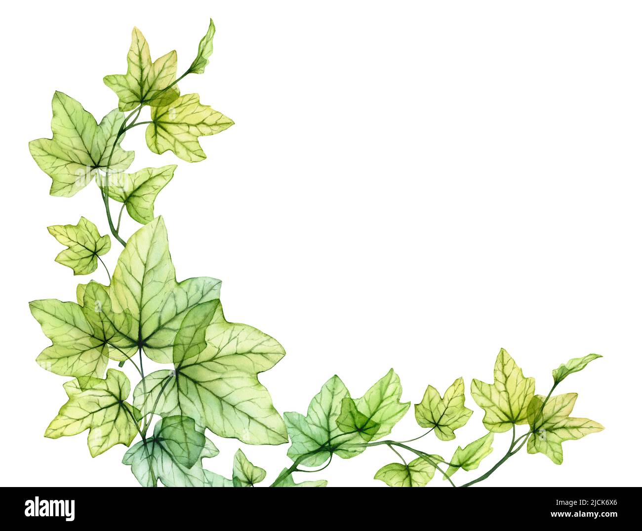 Ivy Plant Drawing