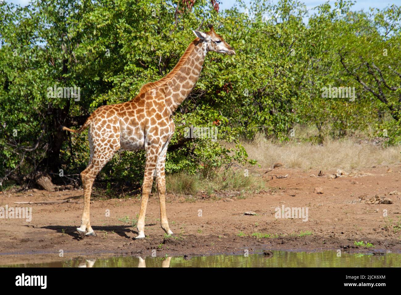 Giraffe feet hi-res stock photography and images - Alamy