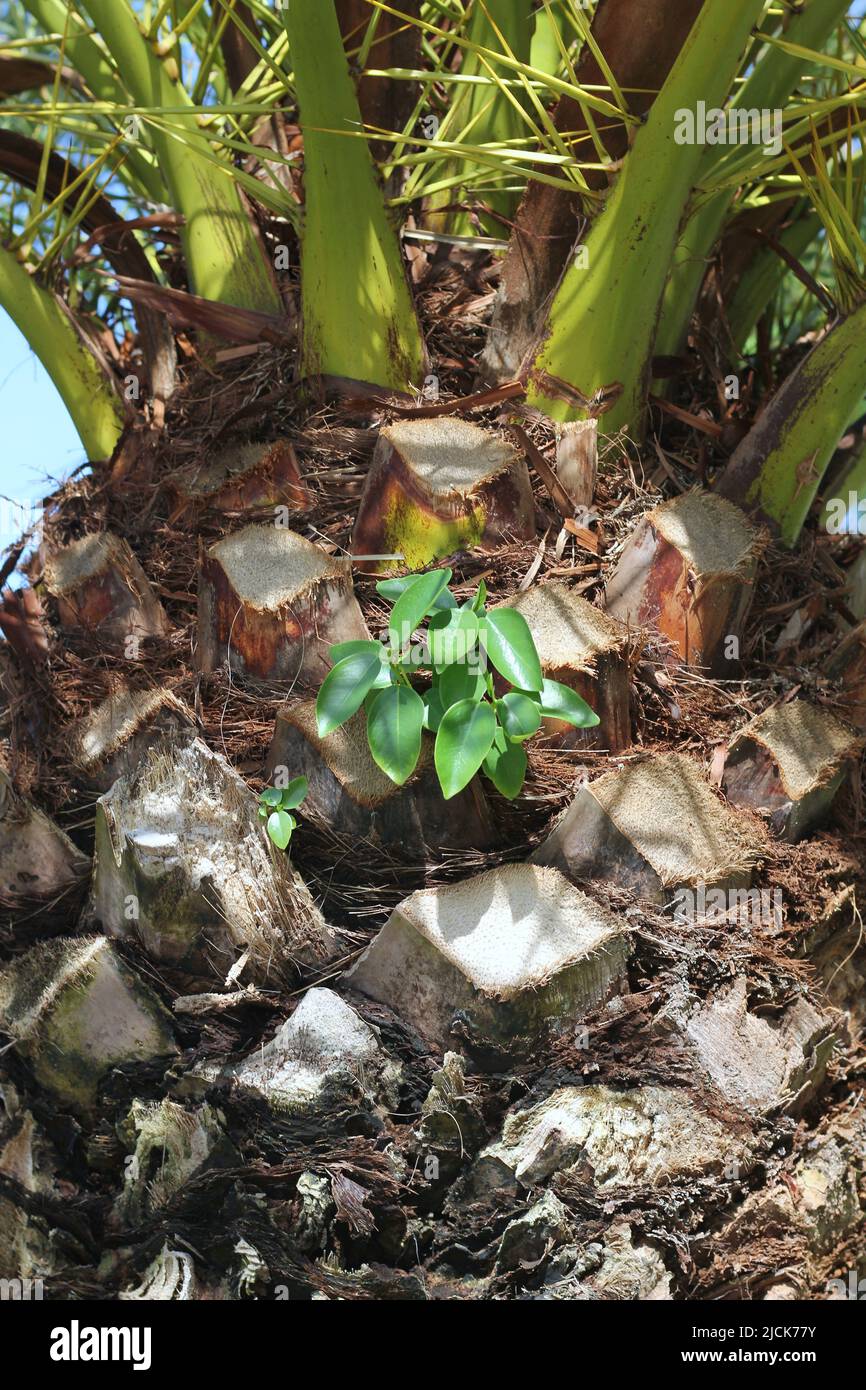 A cute baby plant growing on the trunk of the palm tree Stock Photo - Alamy