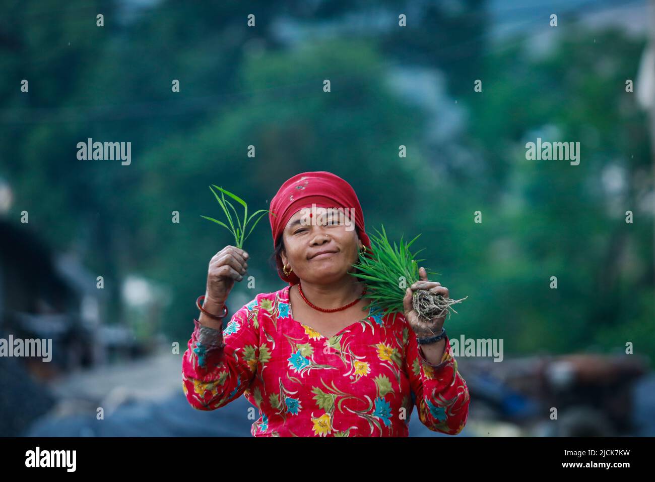 Bhaktapur, Bagmati, Nepal. 14th June, 2022. A woman showcases her paddy ...