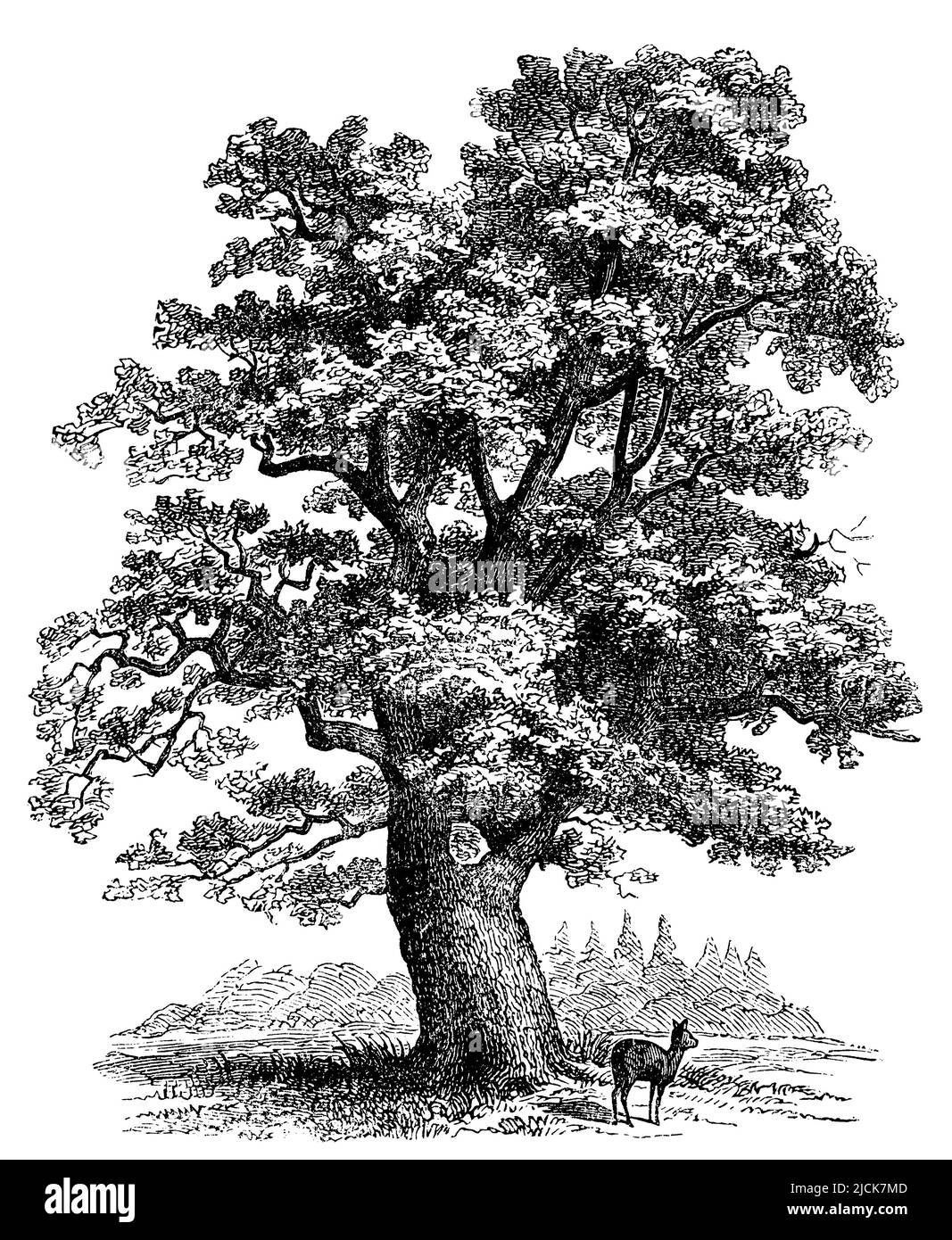 French oak, Quercus robur, anonym (botany book, 1880), Stieleiche ...