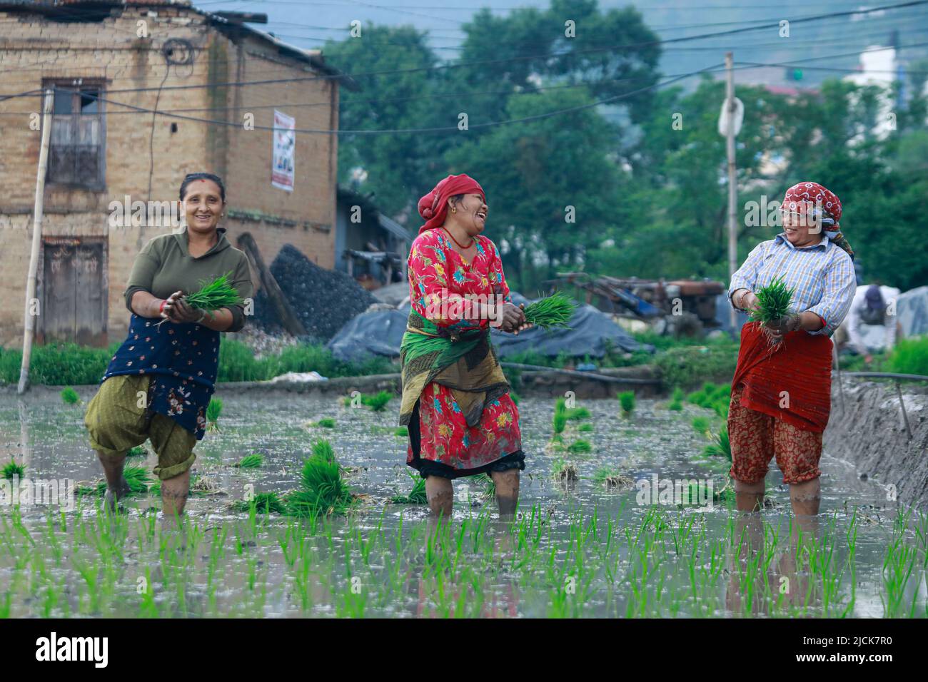 Farmers plant paddy saplings hi-res stock photography and images - Alamy