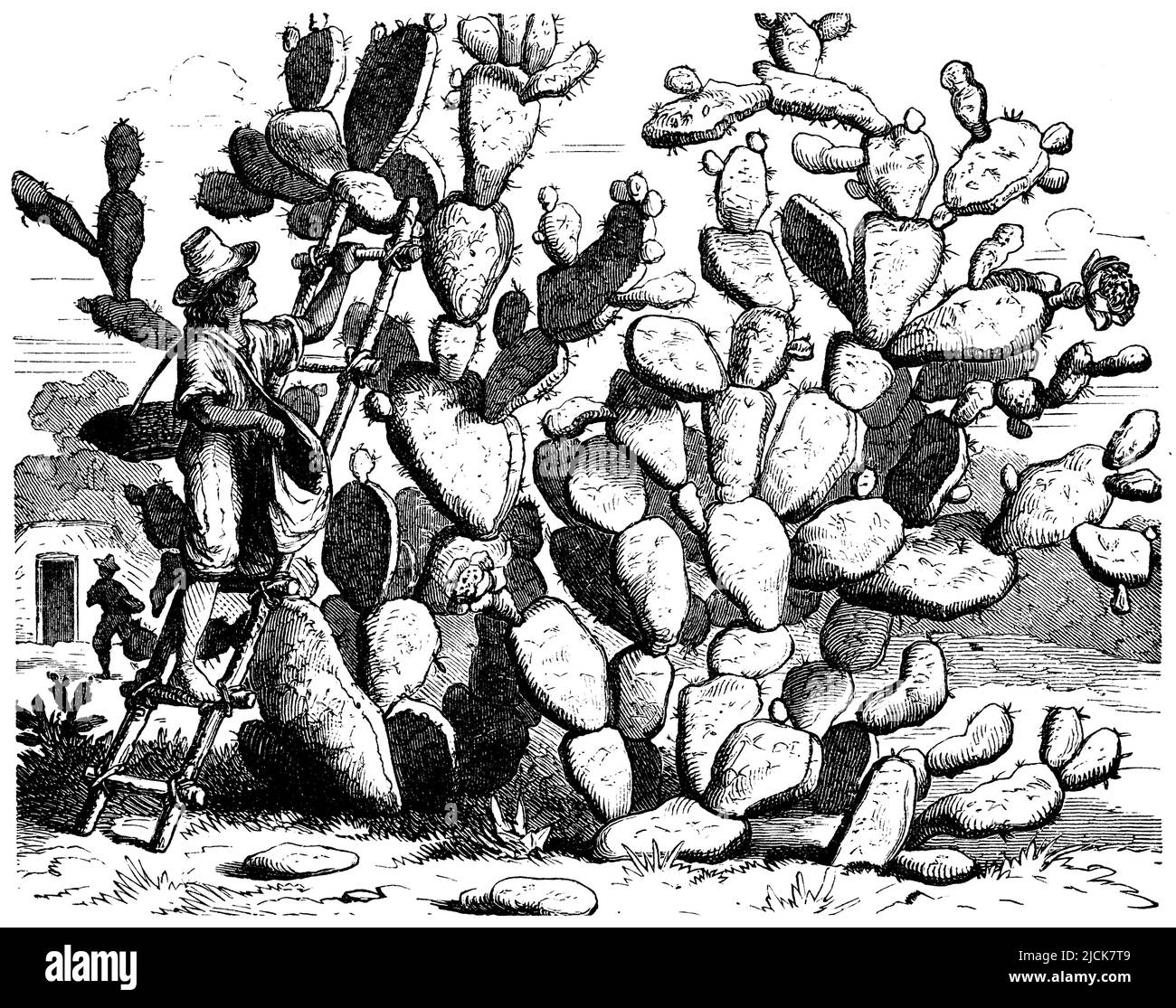 Indian fig drawing Black and White Stock Photos & Images - Alamy