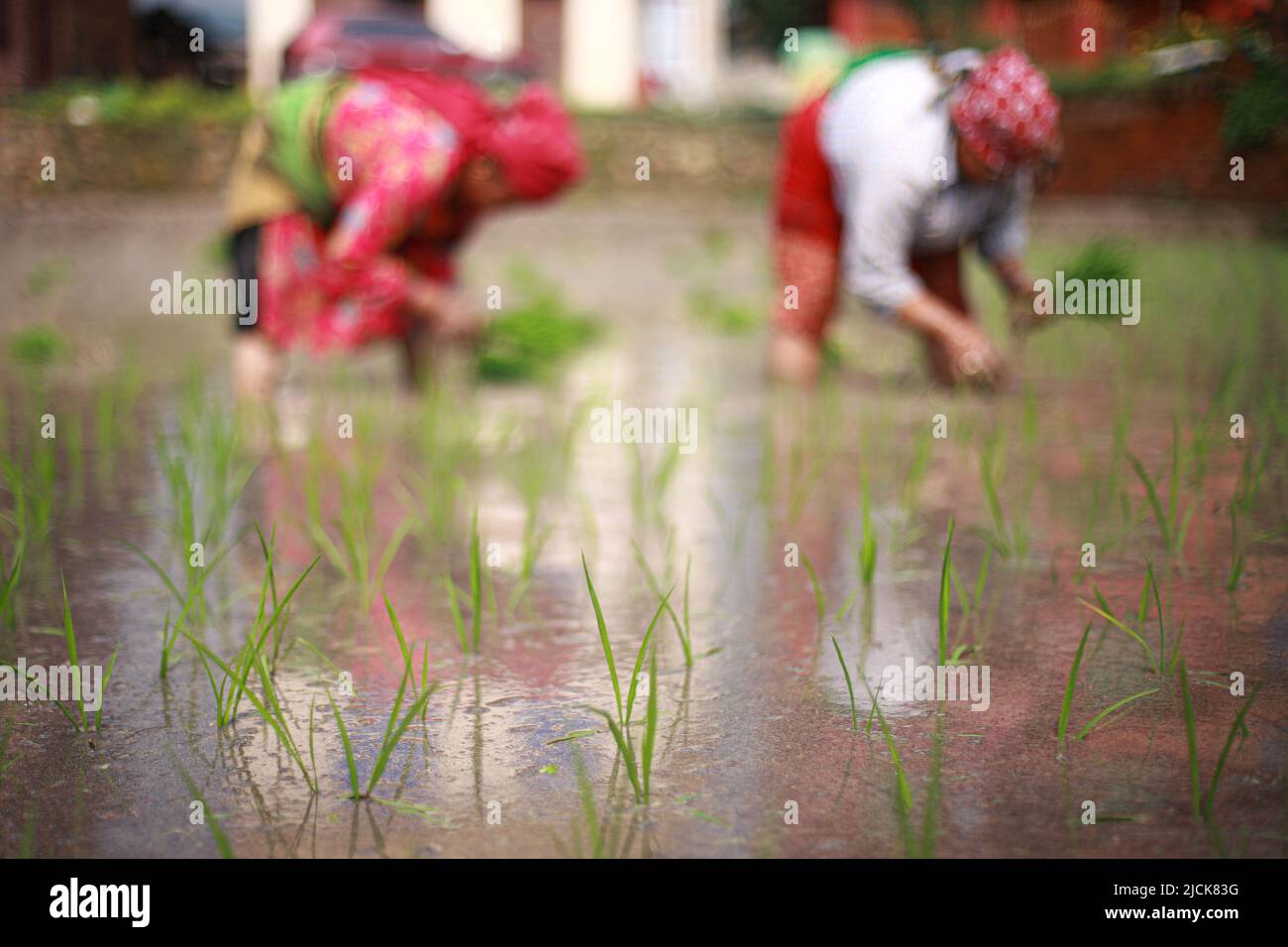 Bhaktapur, Bagmati, Nepal. 14th June, 2022. A farmer plants rice ...