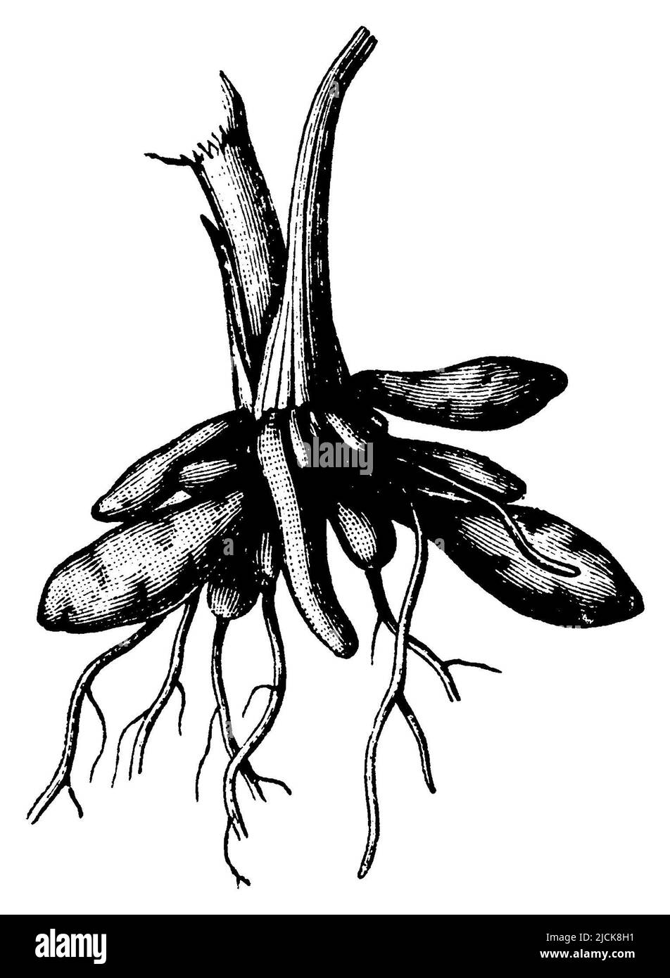 lesser celandine, tuberous root, Ficaria verna Syn. Ranunculus ficaria ...