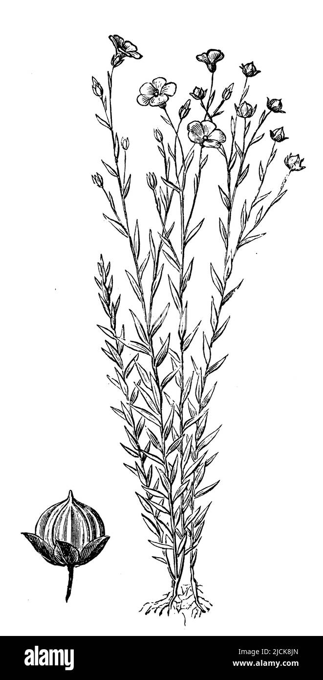 common flax or linseed, whole plant and capsule, Linum usitatissimum, H ...