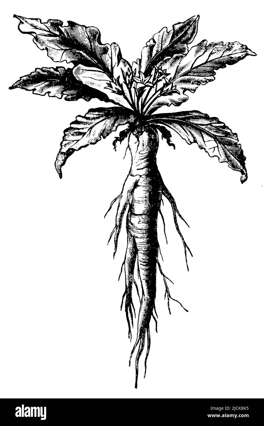 mandrake, Mandragora officinarum, (botany book, 1899), Alraune ...