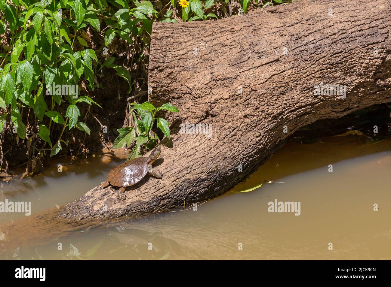 Saw-Shelled Turtle (Myuchelys latisternum) taking a Sunbath on a Tree ...