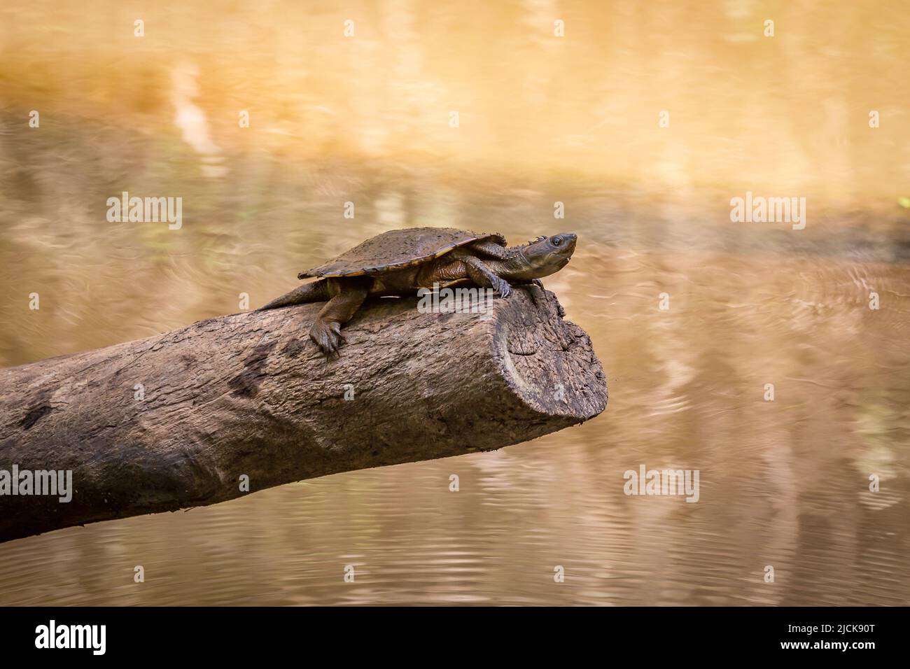 Saw-Shelled Turtle (Myuchelys latisternum) taking a Sunbath on a Tree ...