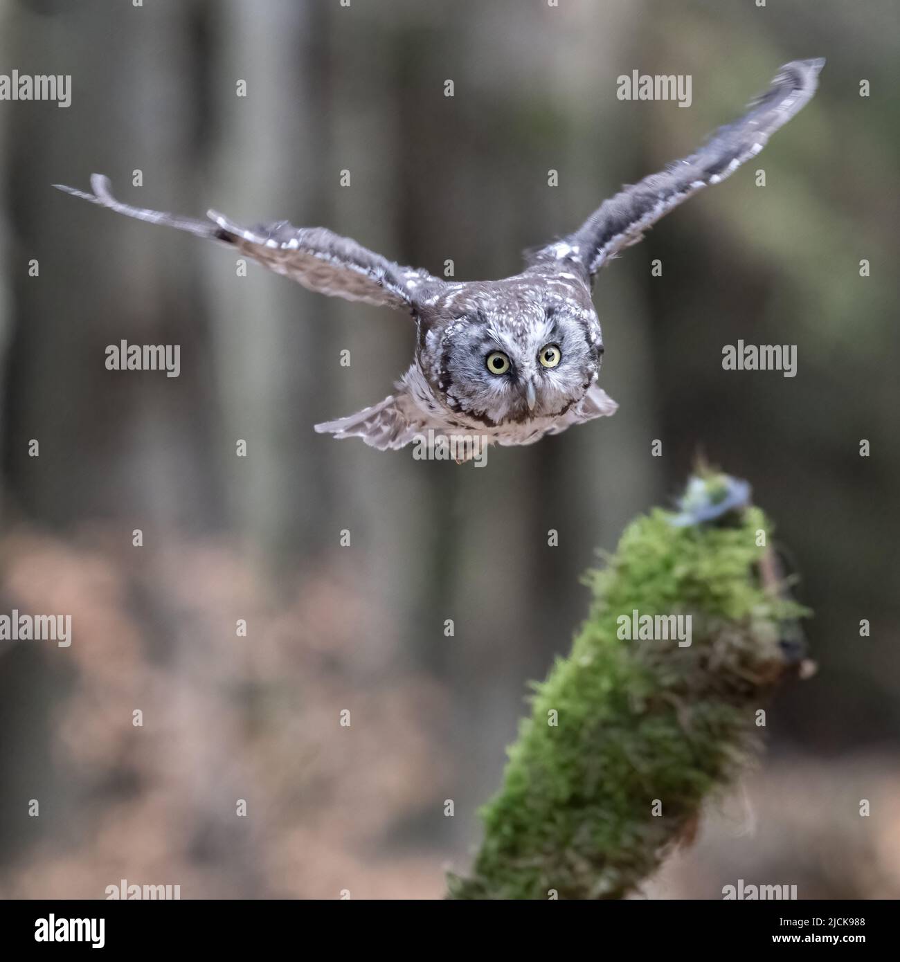 Aegolius funereus fly hi-res stock photography and images - Alamy