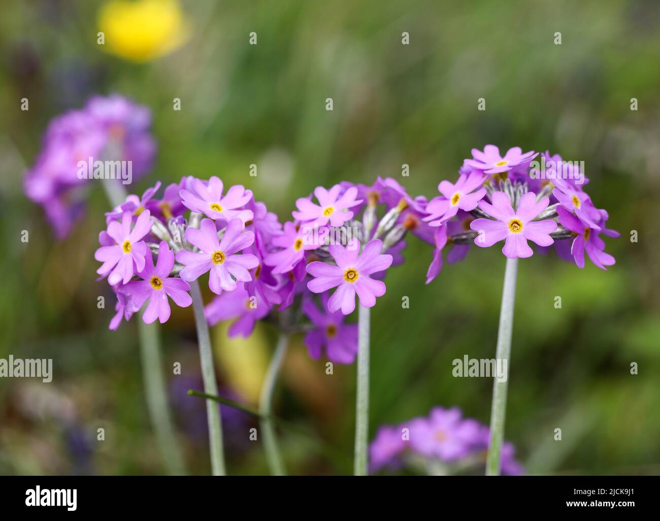 Pink primrose wildflowers hi-res stock photography and images - Alamy