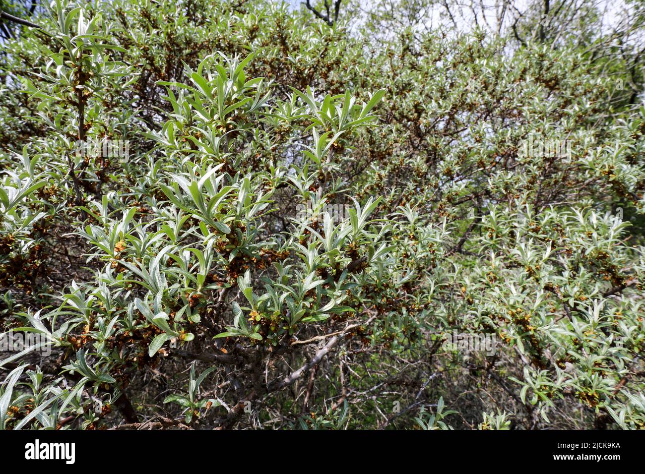 Buckthorn shrub hi-res stock photography and images - Alamy
