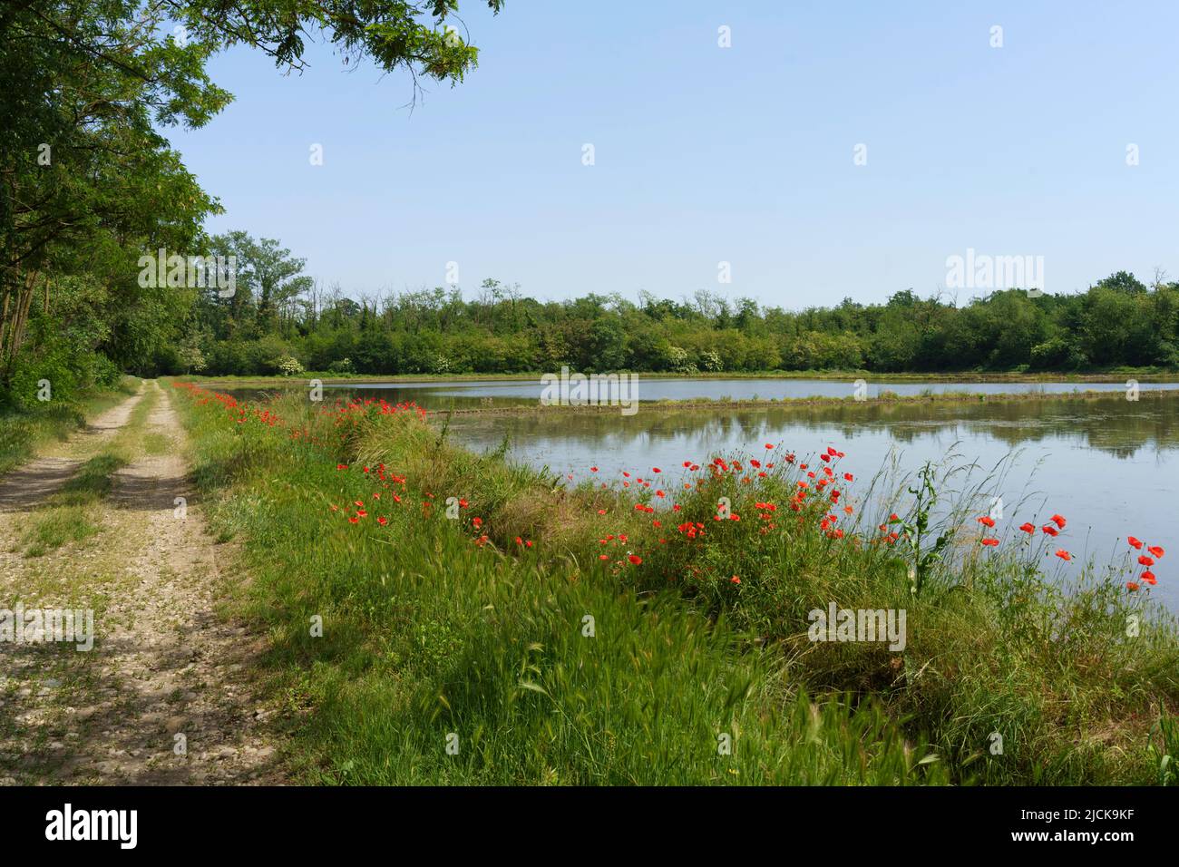 Rice field italy piedmont hi-res stock photography and images - Alamy