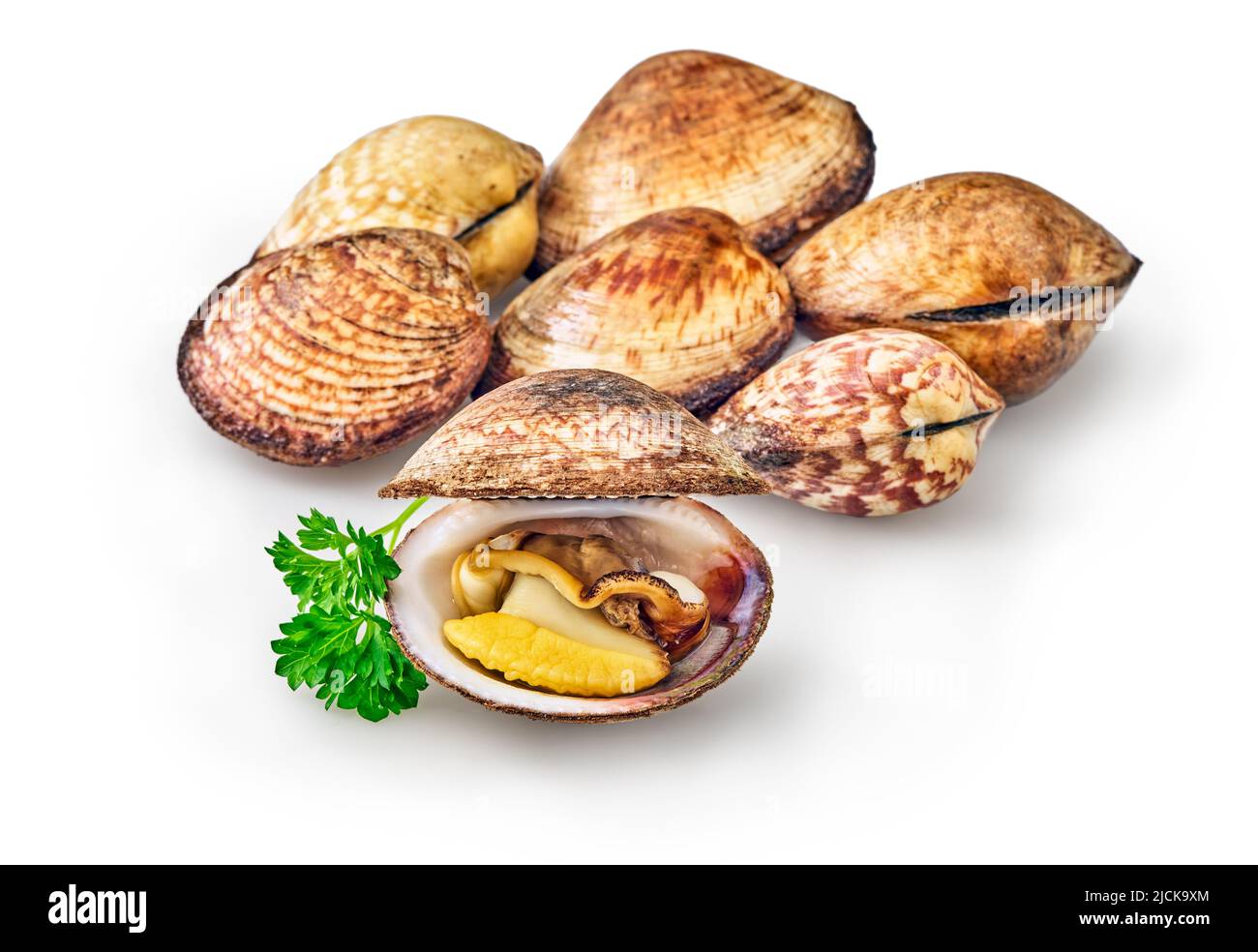 open en closed clams with shellfish isolated on white background Stock ...