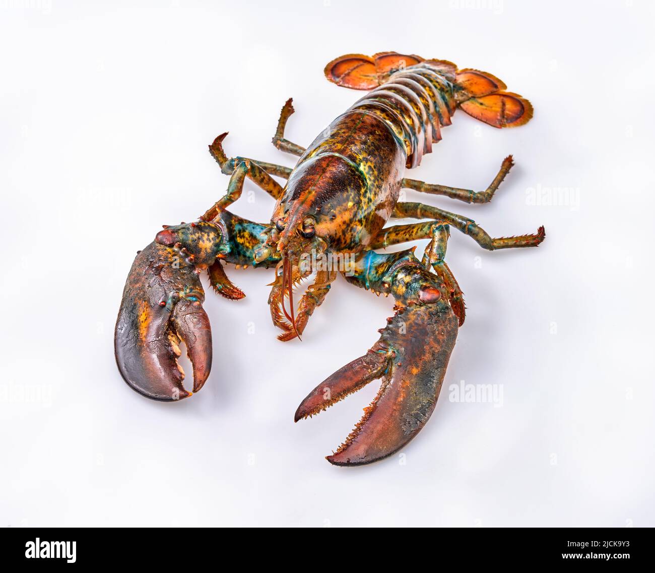 People eating fresh lobster hi-res stock photography and images - Alamy