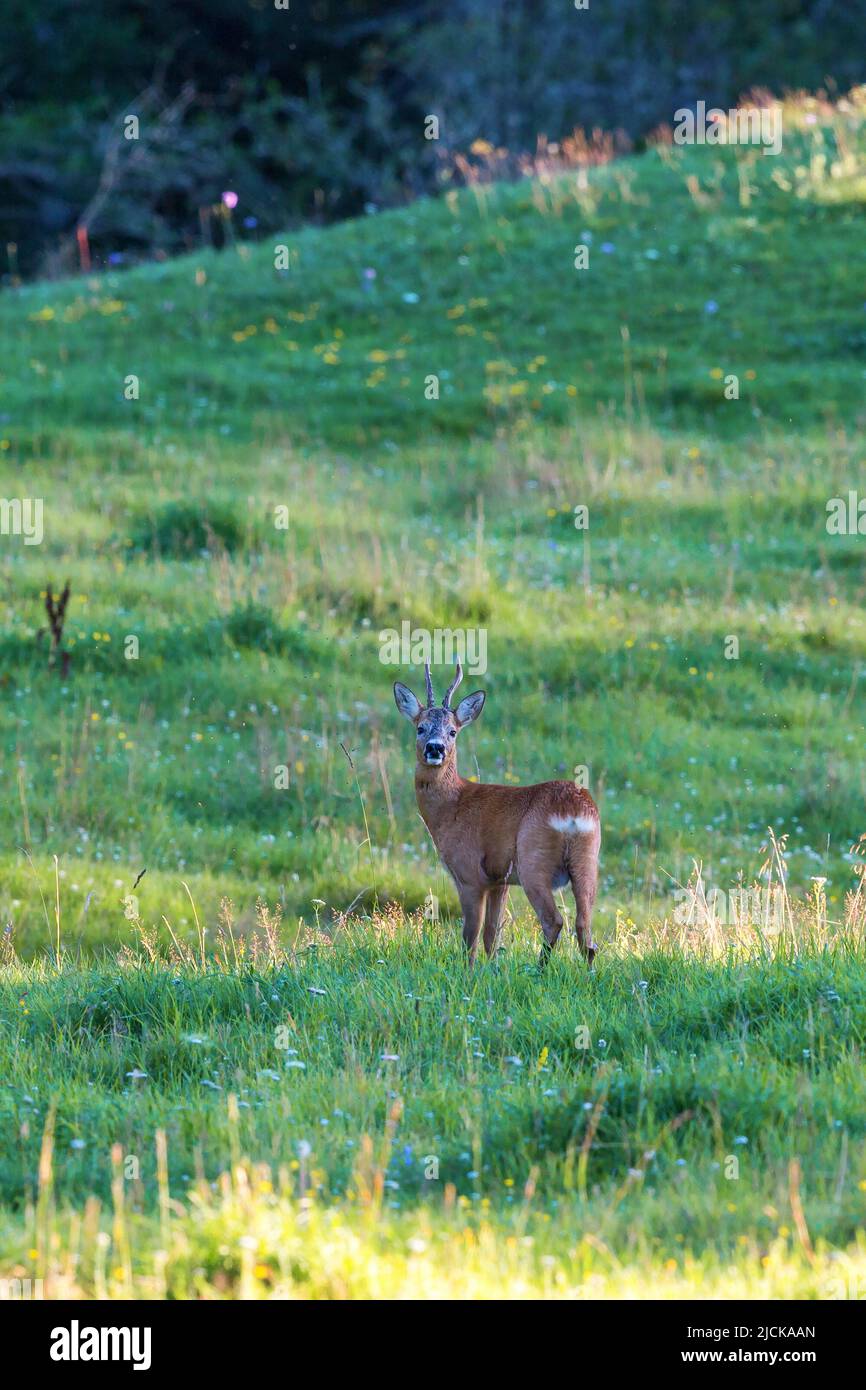 Roebuck capreolus capreolus hi-res stock photography and images - Alamy