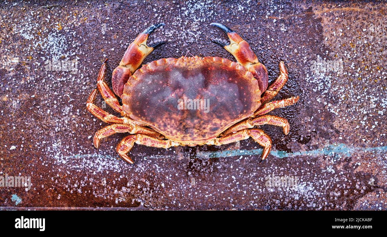 Gourmet fresh whole crab hi-res stock photography and images - Alamy