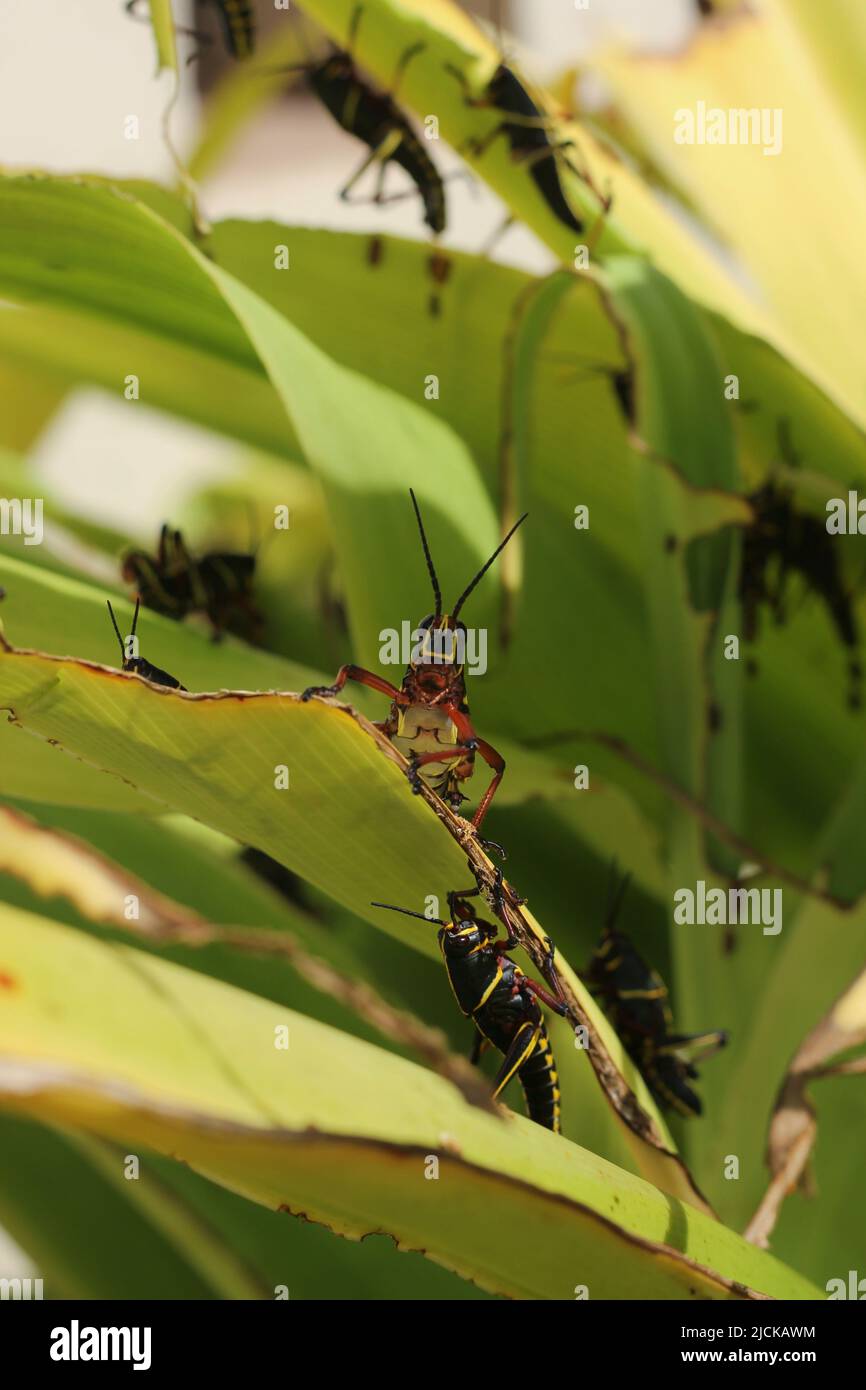 Locusts devouring hi-res stock photography and images - Alamy