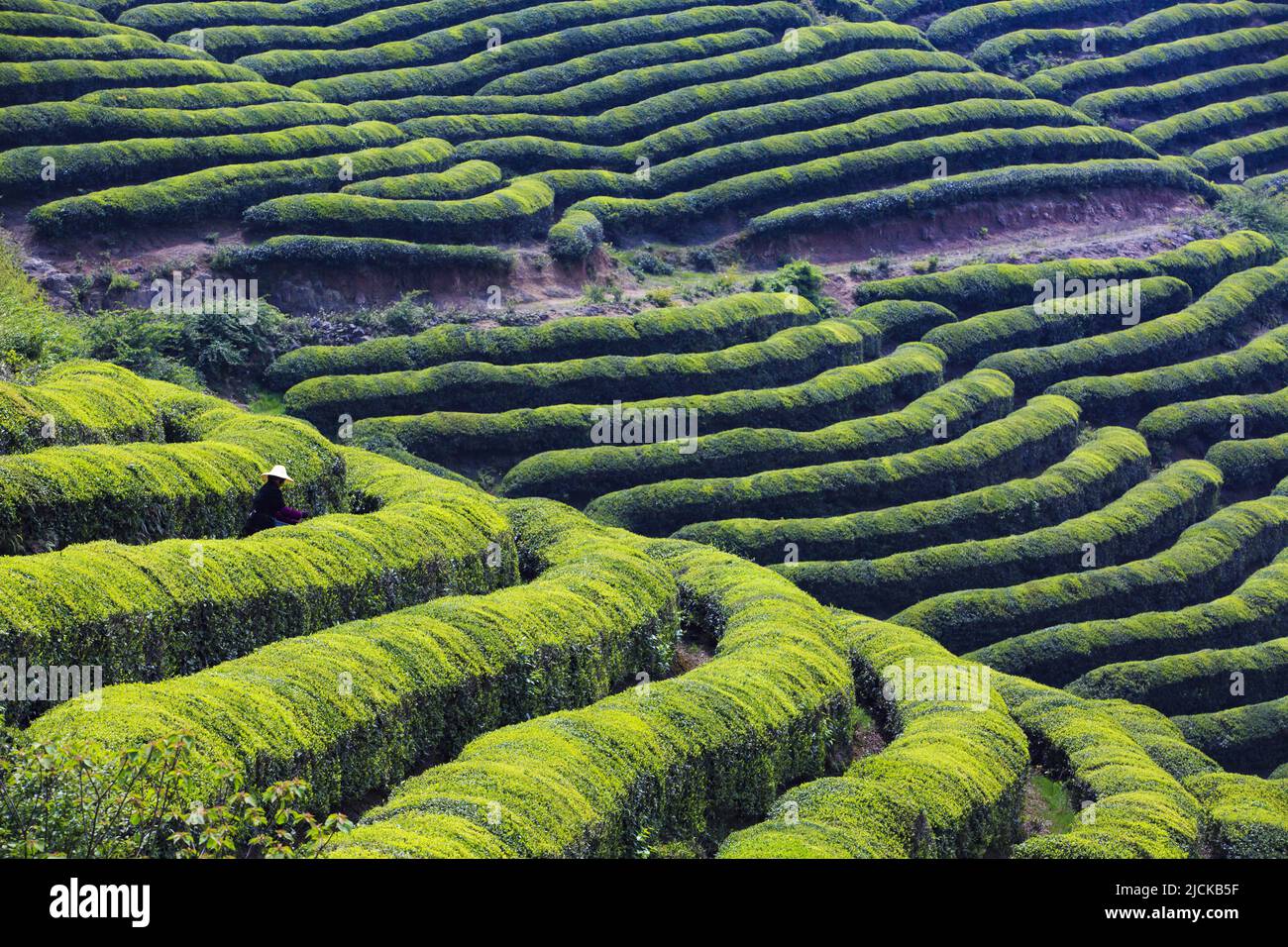 Green tea garden terrace Stock Photo - Alamy