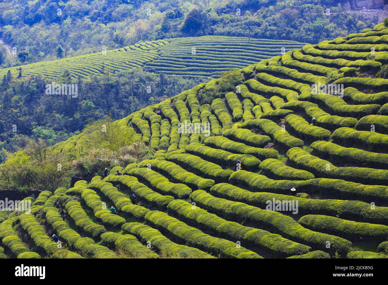 Green tea garden terrace Stock Photo - Alamy
