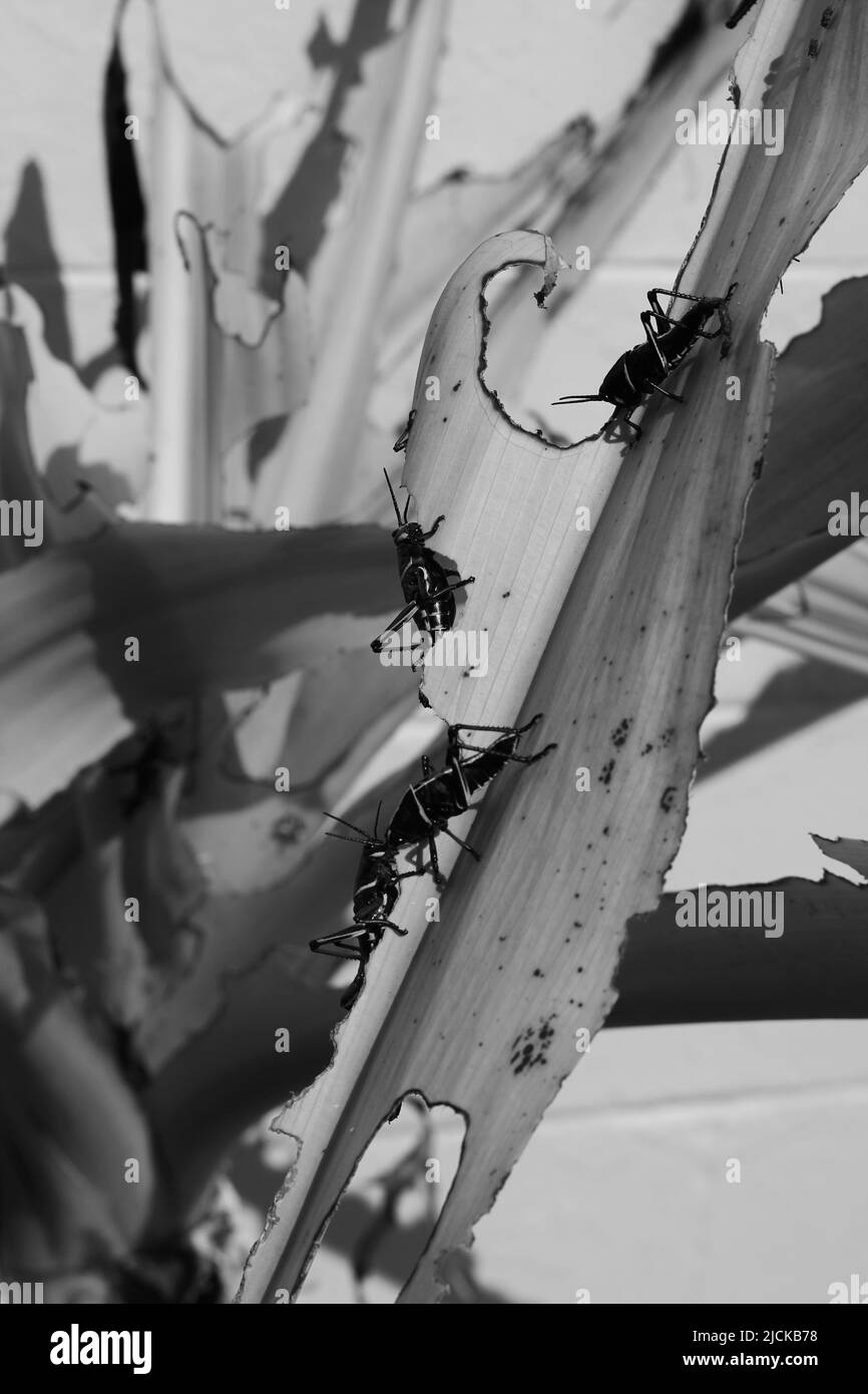 Huge black locusts devouring a lush green plant in the tropical garden ...