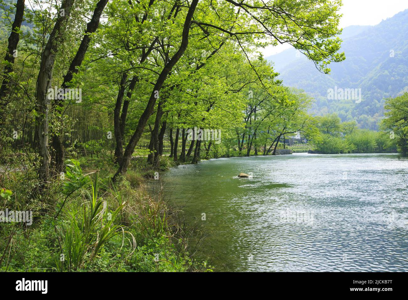 Landscape trees and ecological greening forest villages in Jiangnan ...