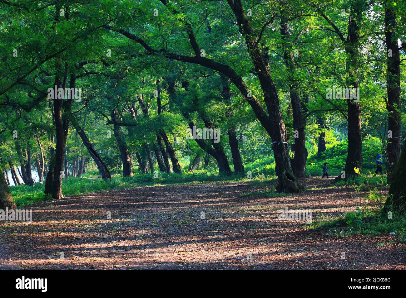 Landscape trees and ecological greening forest villages in Jiangnan ...
