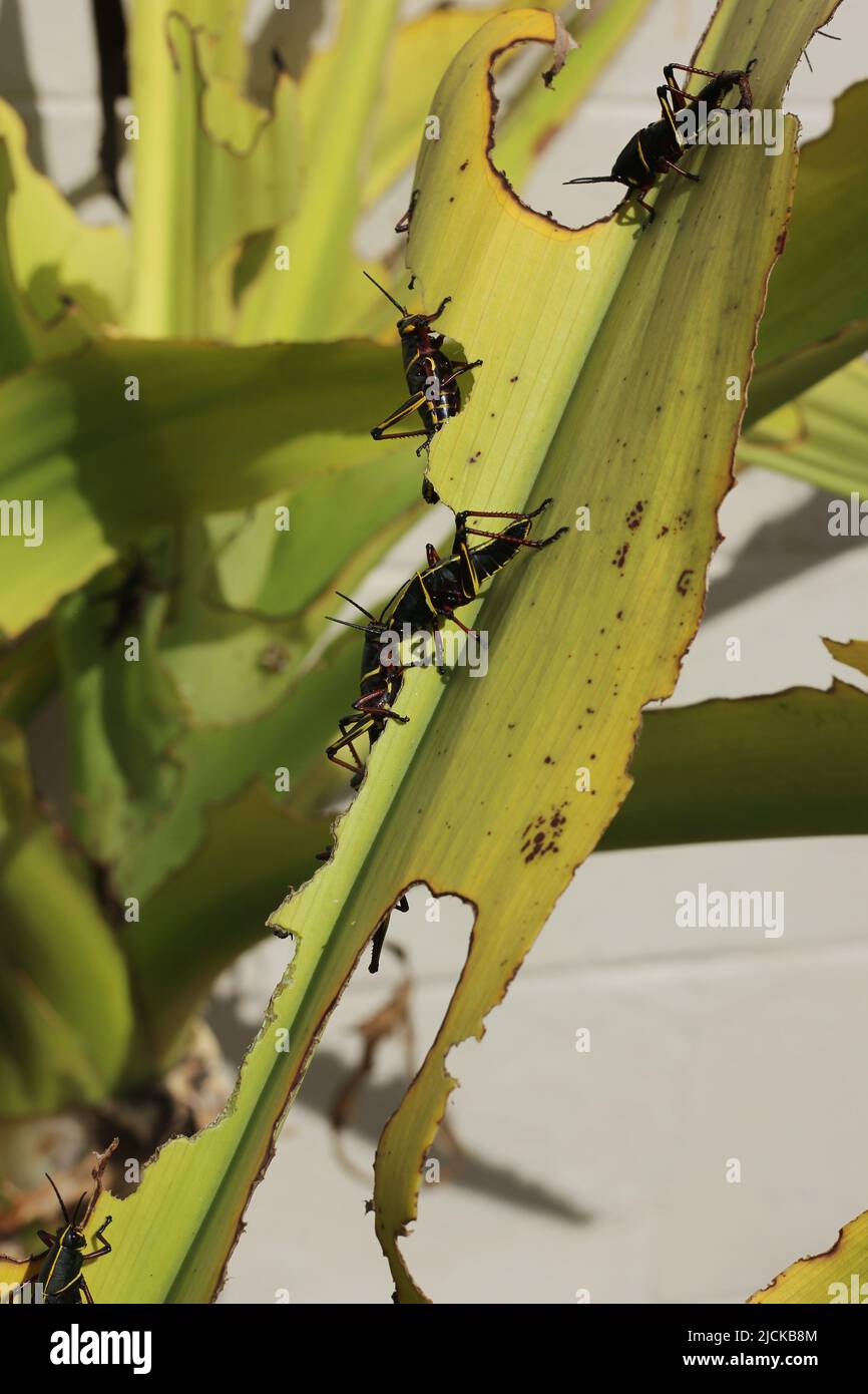 Huge black locusts devouring a lush green plant in the tropical garden ...