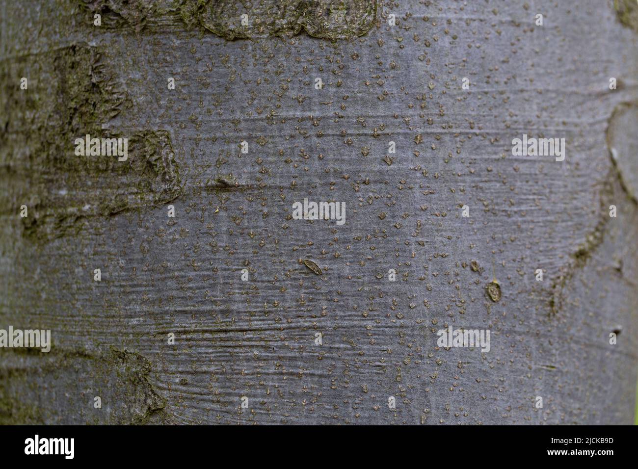 Fagus sylvatica bark Stock Photo - Alamy