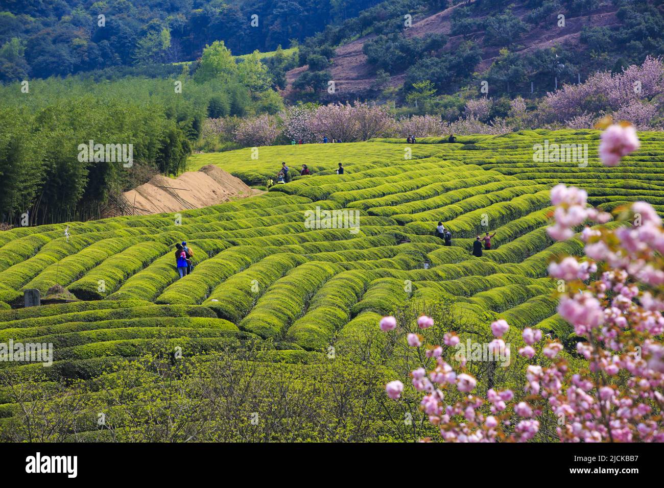 Ecological tea garden Stock Photo - Alamy