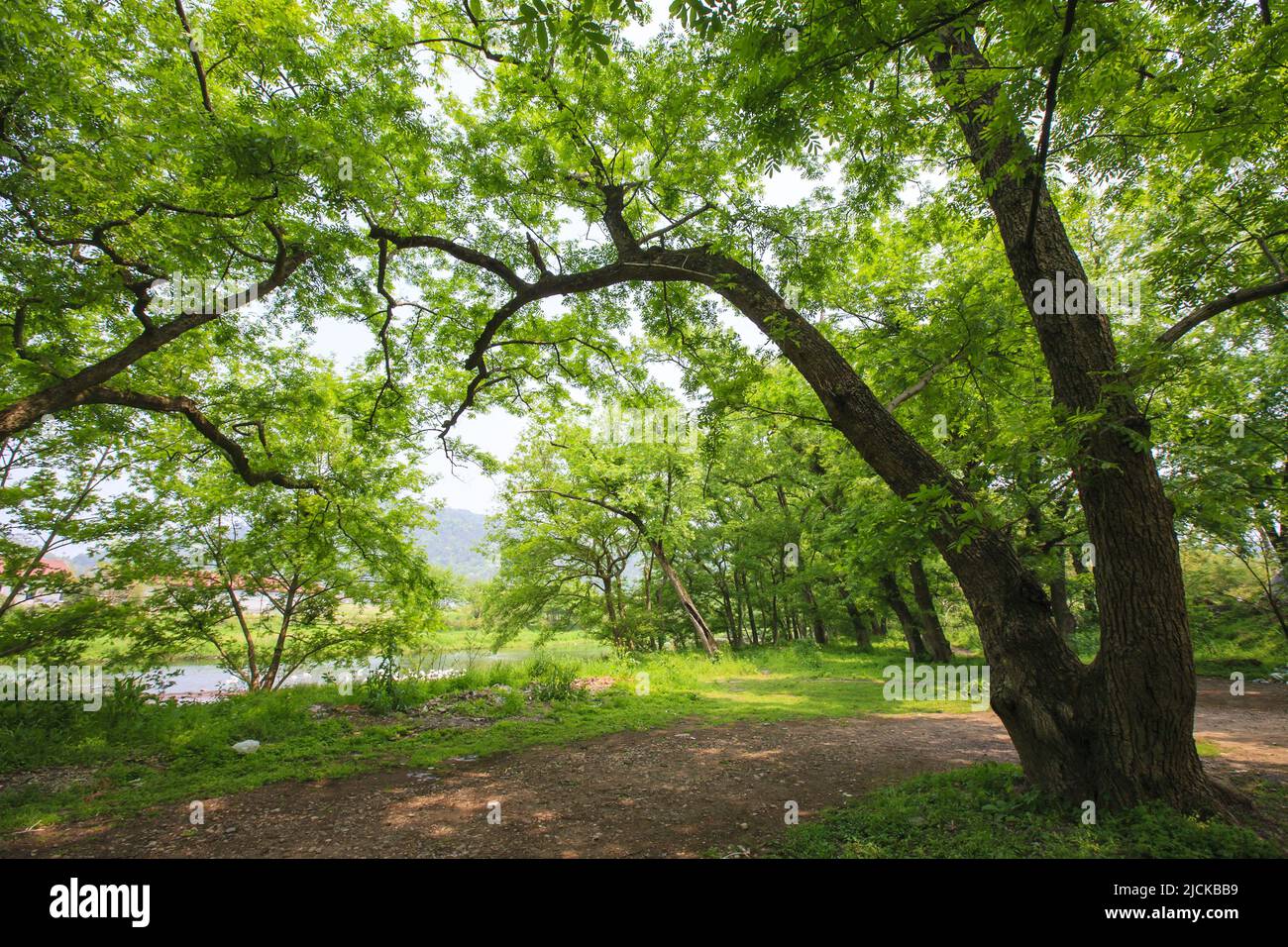 Grass and trees in jiangnan hi-res stock photography and images - Alamy