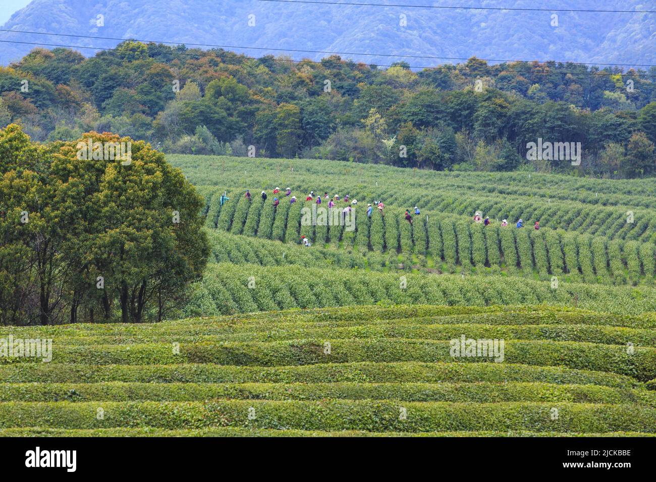 Ecological tea garden Stock Photo - Alamy