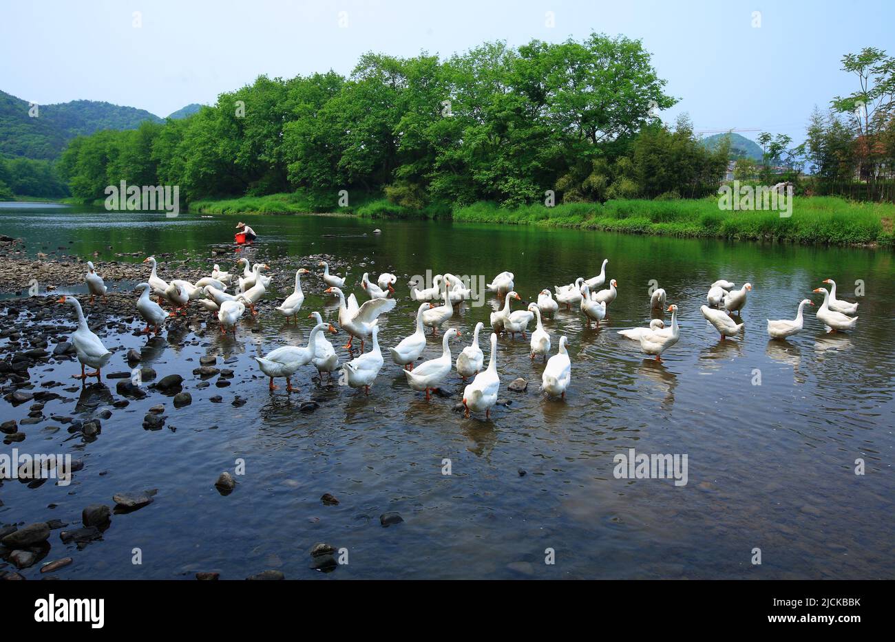 a group of white fat geese and trees and ecological greening forest ...
