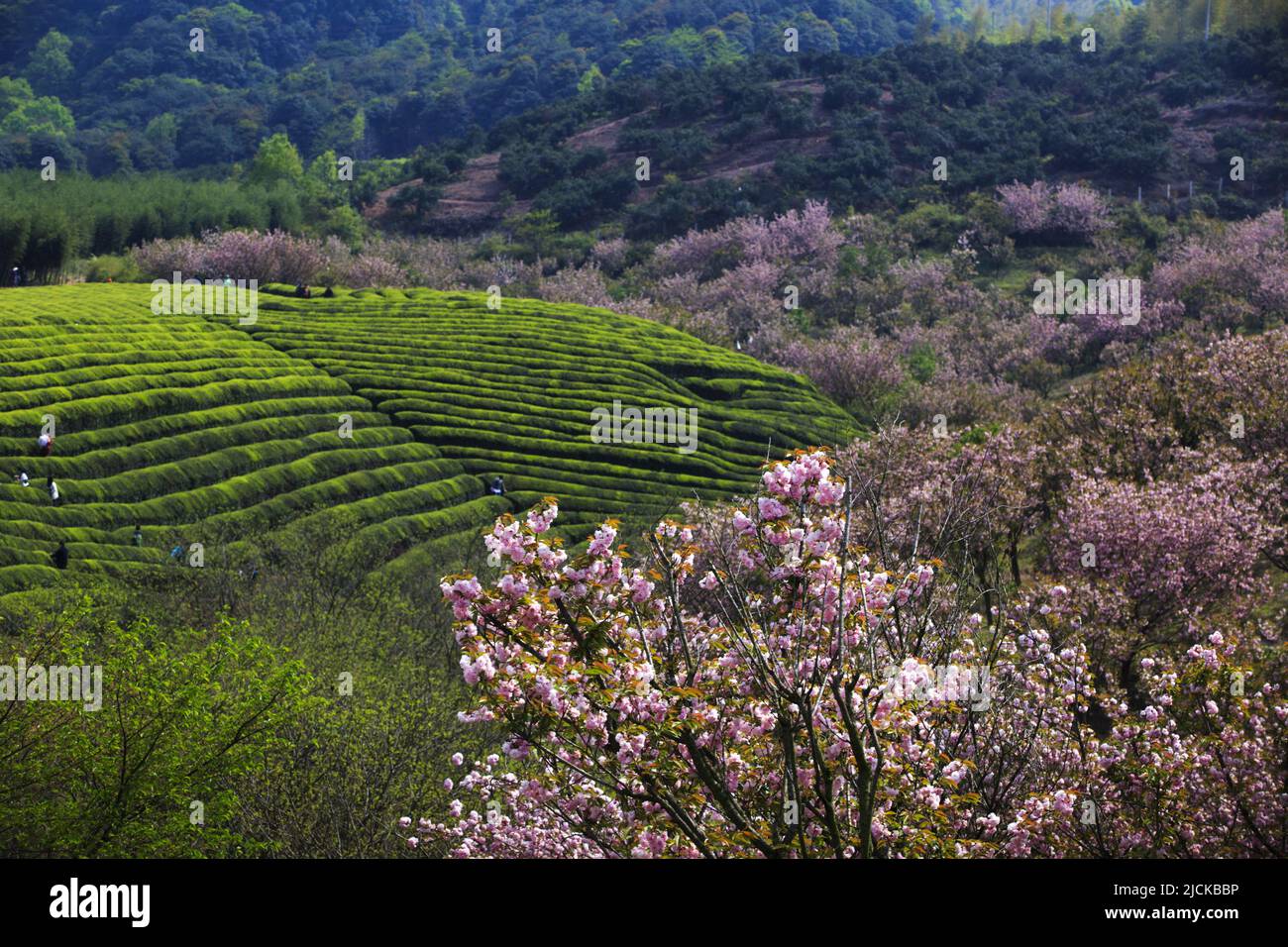 Ecological tea garden Stock Photo - Alamy
