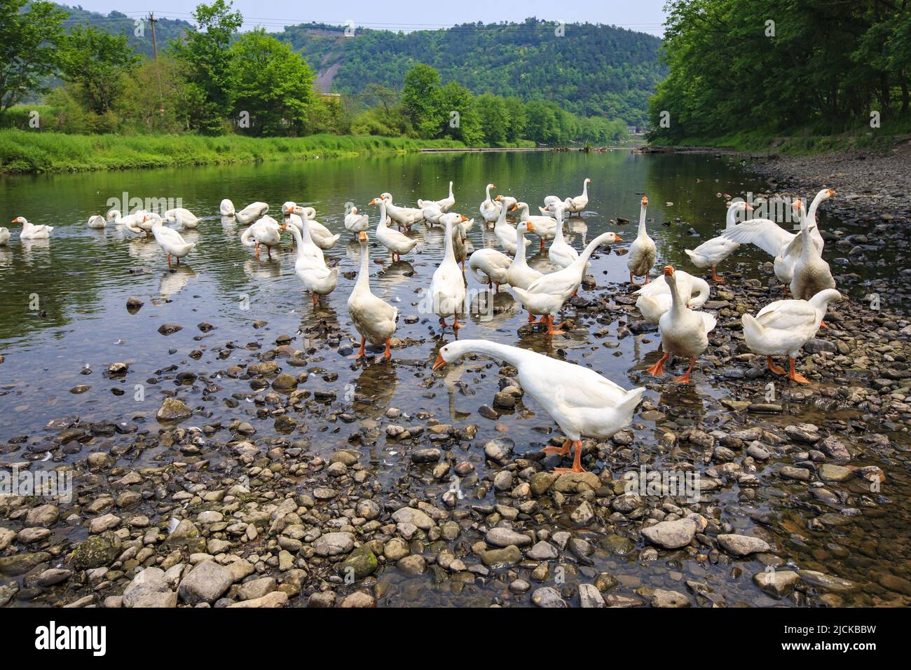 a group of white fat geese and trees and ecological greening forest ...