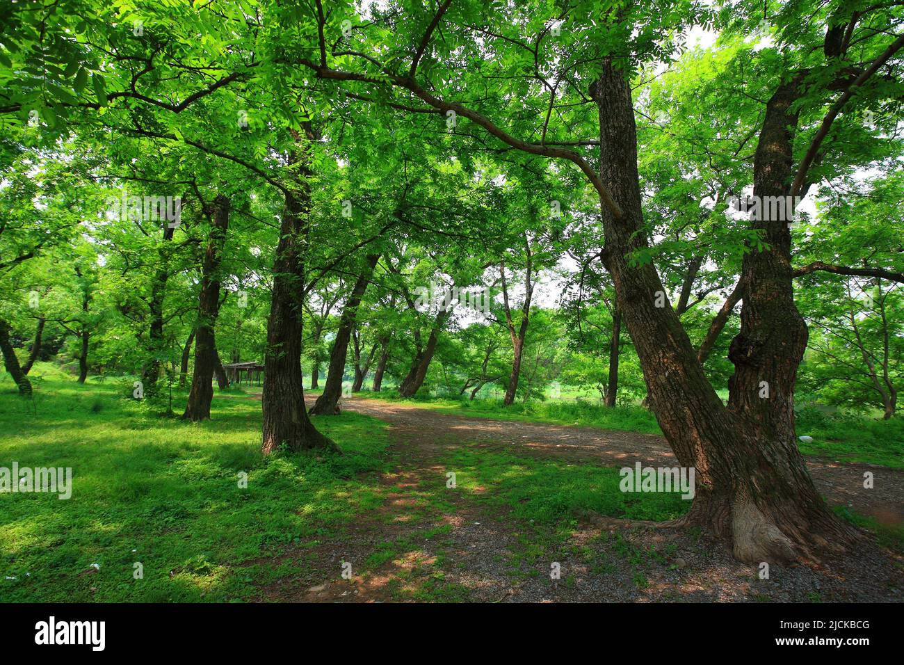 Landscape trees and ecological greening forest villages in Jiangnan ...