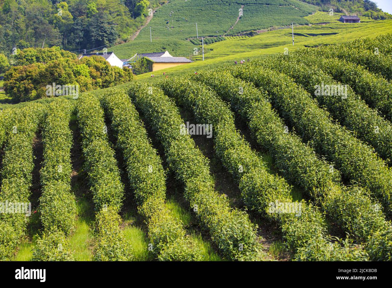Ecological tea garden Stock Photo - Alamy