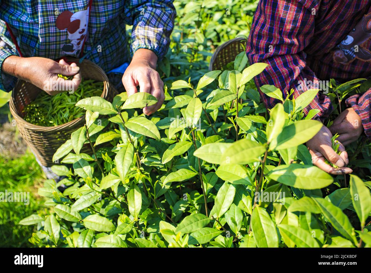 Tashan white tea hi-res stock photography and images - Alamy