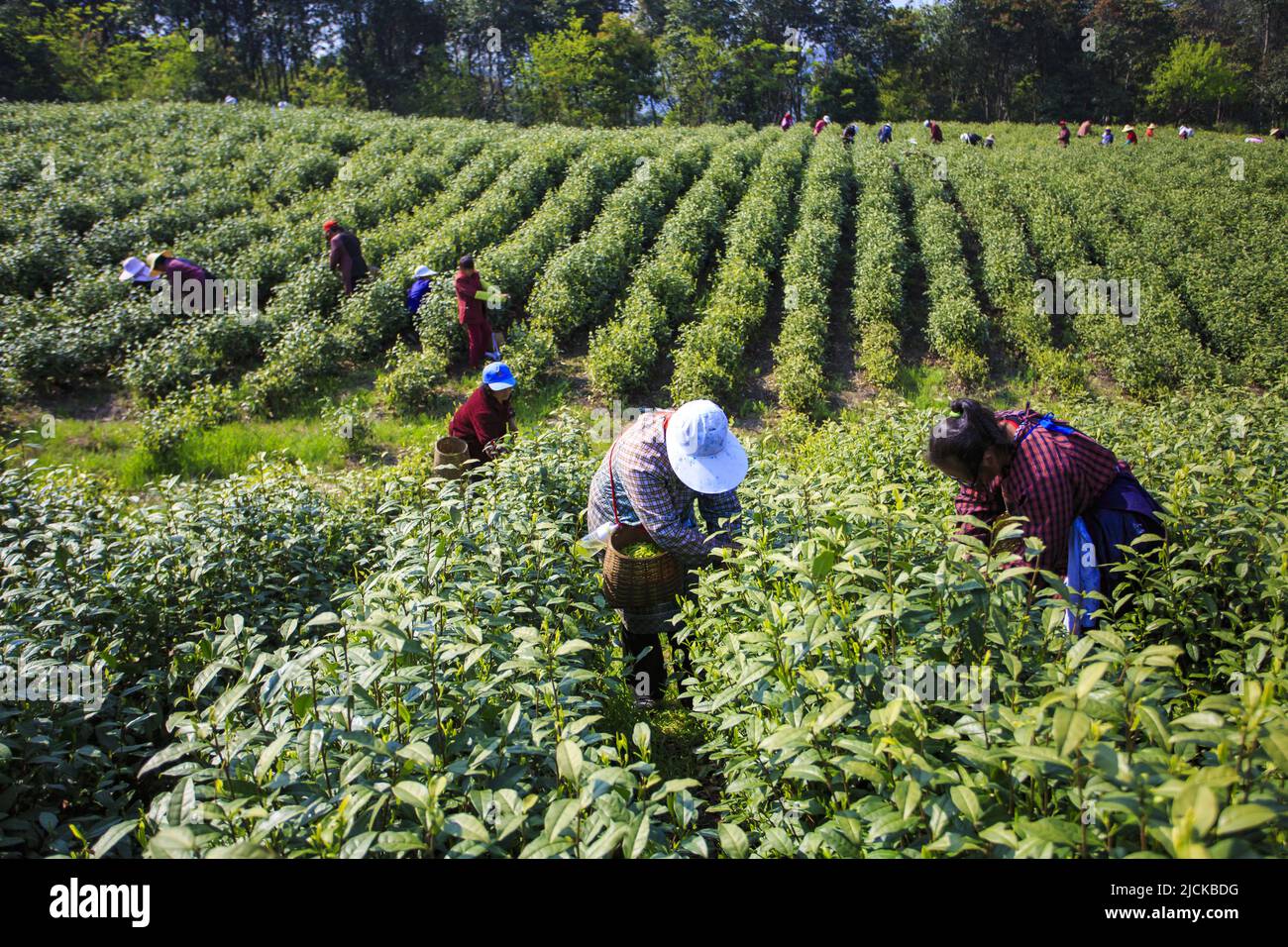 Ecological tea garden Stock Photo - Alamy