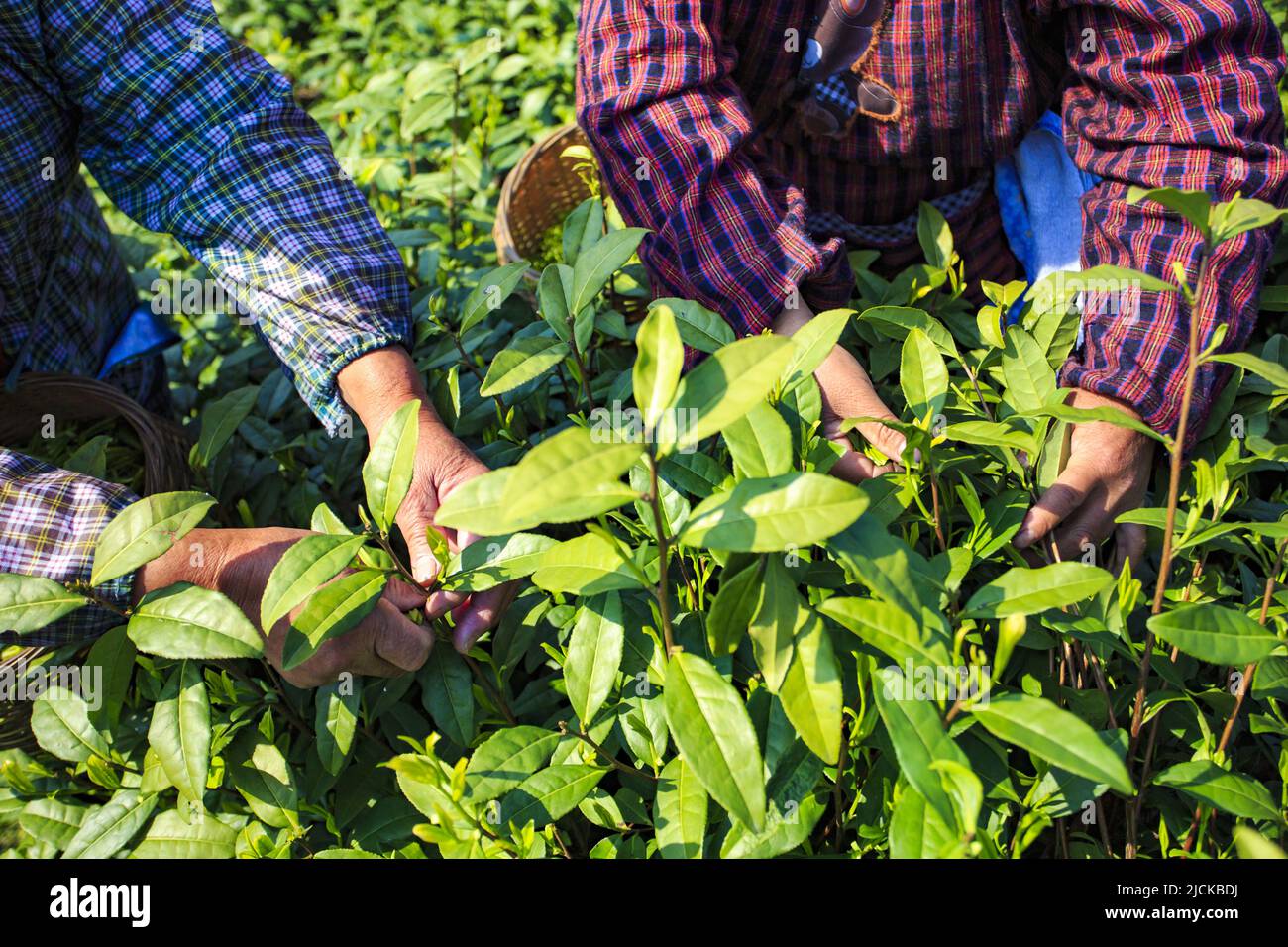 Ecological tea garden hi-res stock photography and images - Alamy
