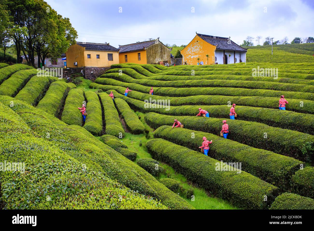 Ecological tea garden Stock Photo - Alamy