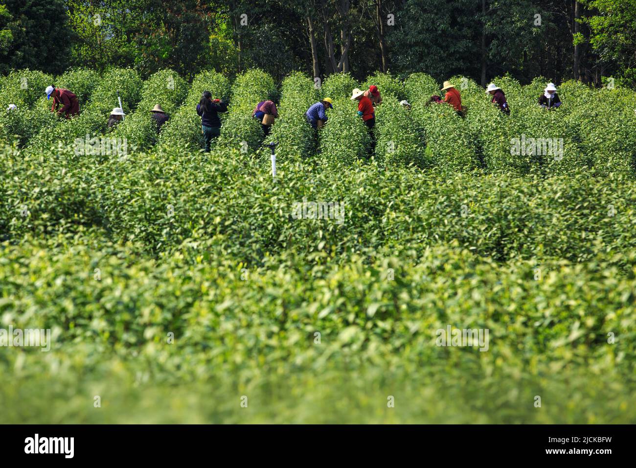 Ecological tea garden hi-res stock photography and images - Alamy