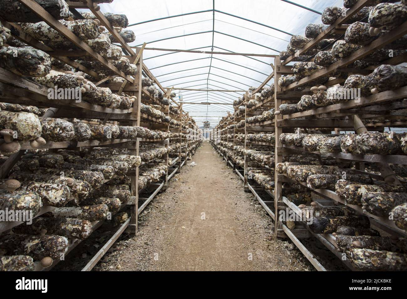 Planting mushroom hi-res stock photography and images - Alamy
