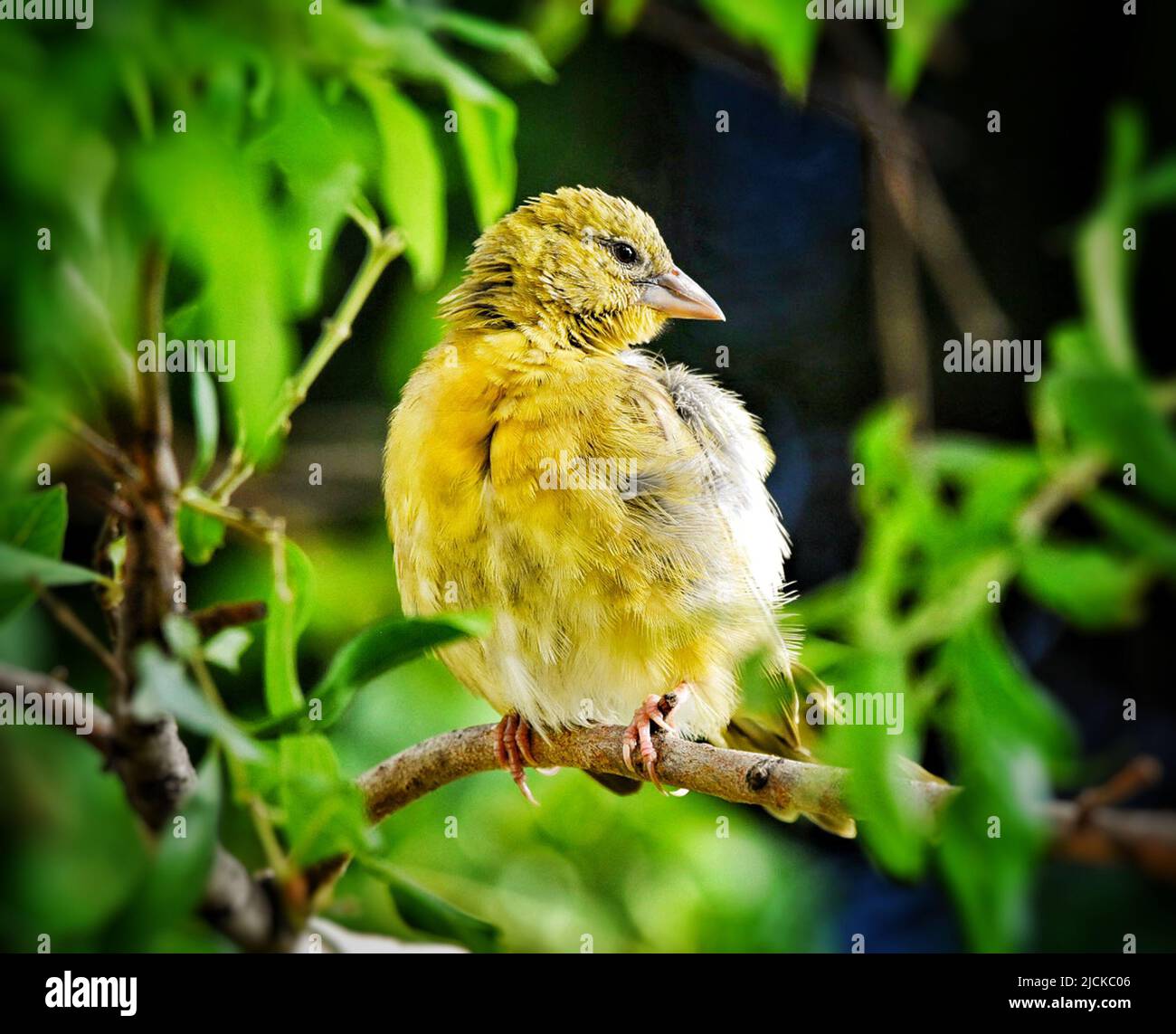 Yellow crested weaver hi-res stock photography and images - Alamy